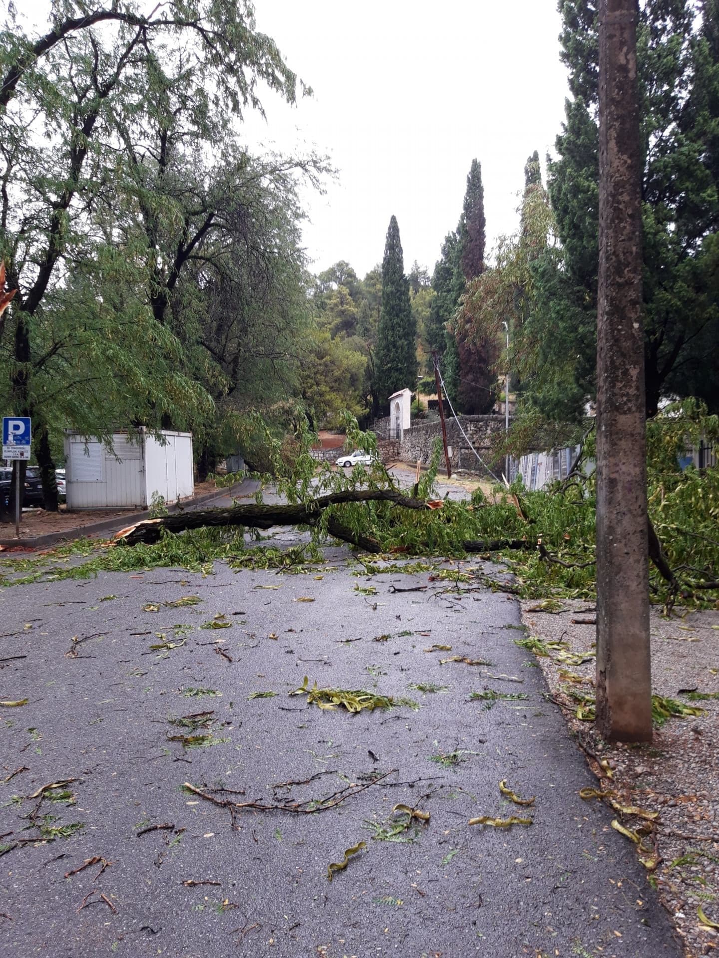 Vjetar u Podgorici polomio stabla - Pobjeda