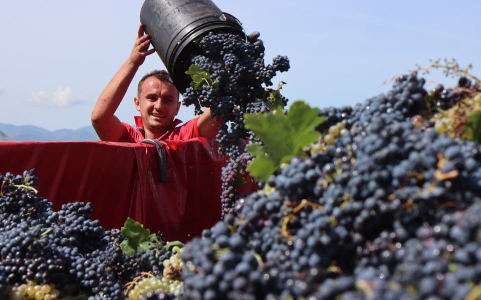 Berba vranca počinje krajem sedmice - Pobjeda