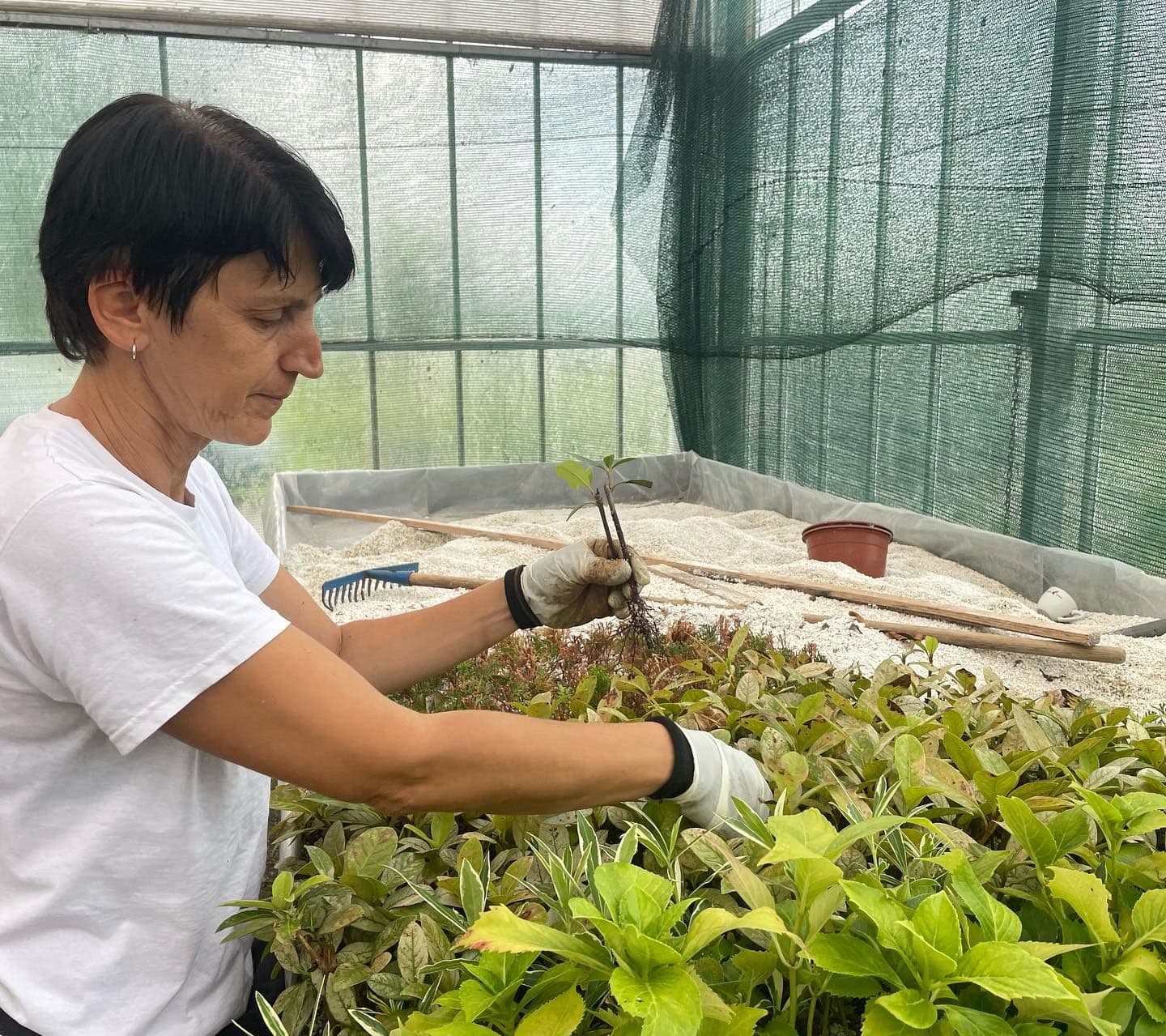 Zaradu od novih sadnica ulagaće u uređenje grada - Pobjeda