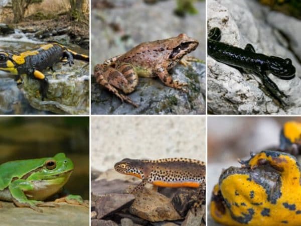Žabe su od presudne važnosti za zdravlje ekosistema - Pobjeda