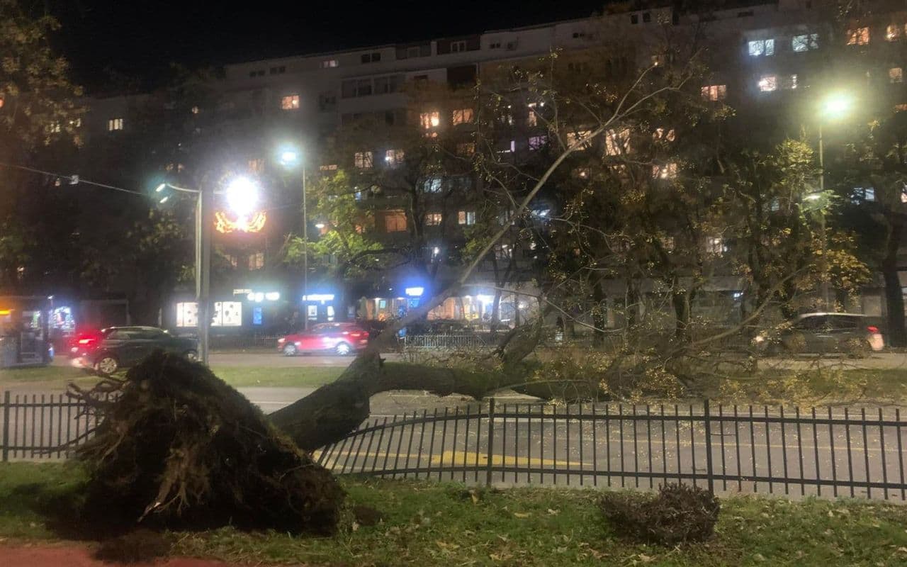 (FOTO/VIDEO) Kamion zakačio grane pa oborio melija: Drvo iščupano iz ...