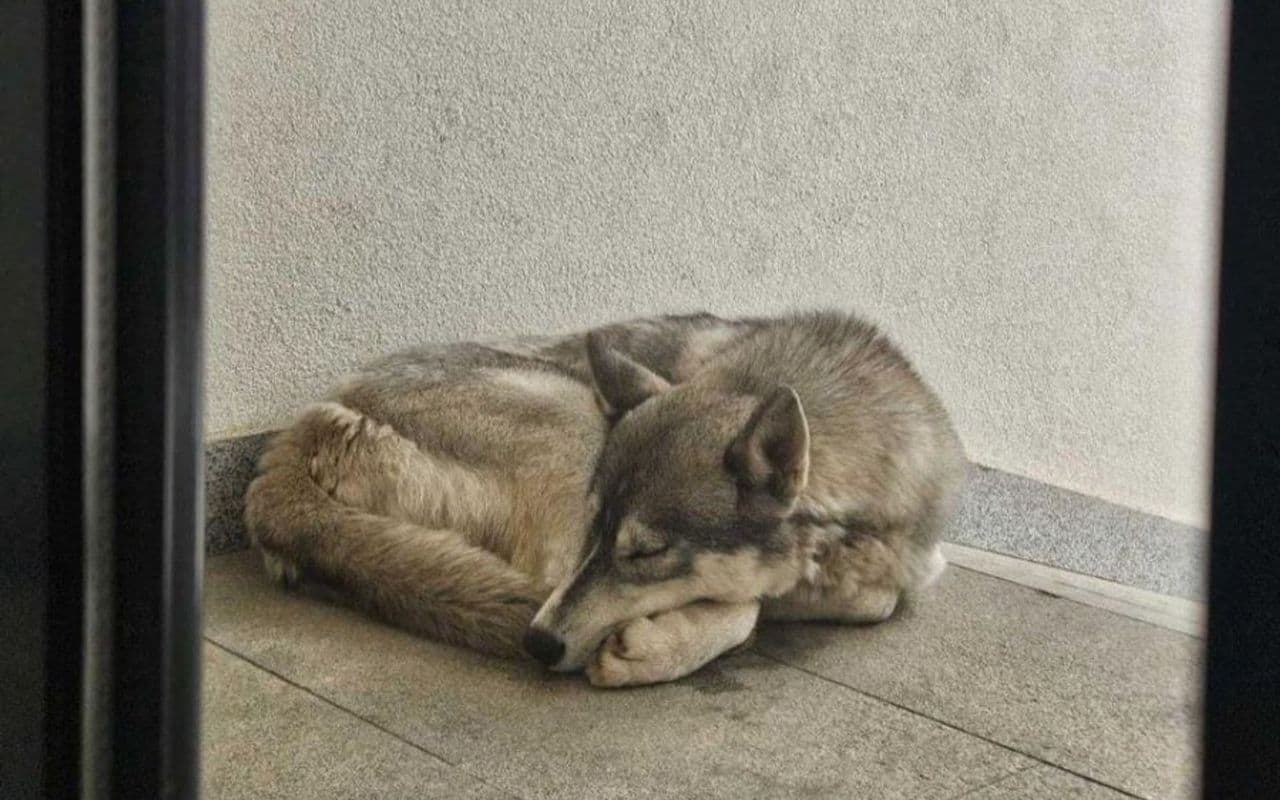 Jovanović: Životinja za koju su građani mislili da je vuk je pas